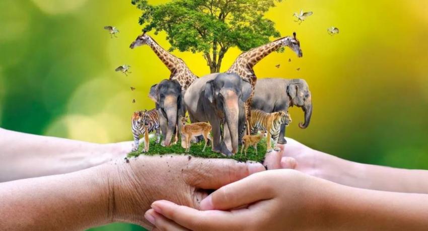 ලෝක වනජීවි දිනය අදයි මෙරට තර්ජනයට ලක්වූ සත්ත්ව විශේෂ 25ක්